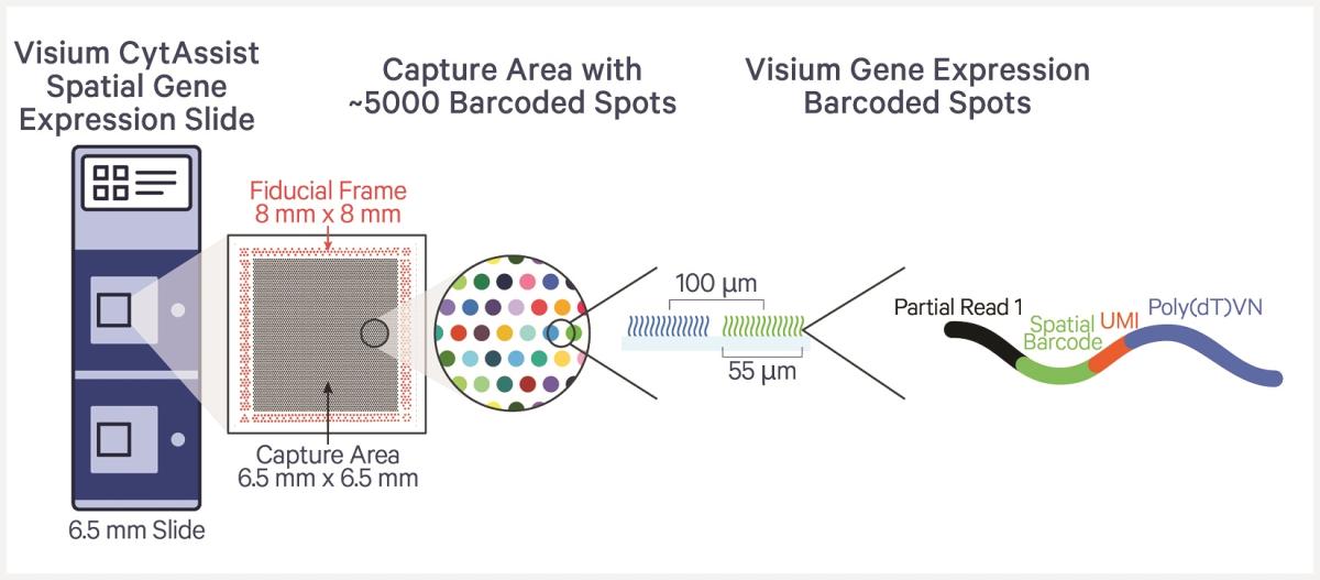 Tulane Pathology Spatial Genomics Center | Tulane School of Medicine
